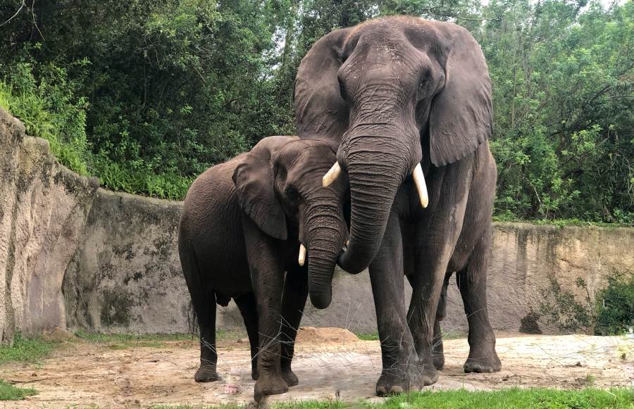 Disney Highlights Animals Who Have Called Disney's Animal Kingdom Home ...