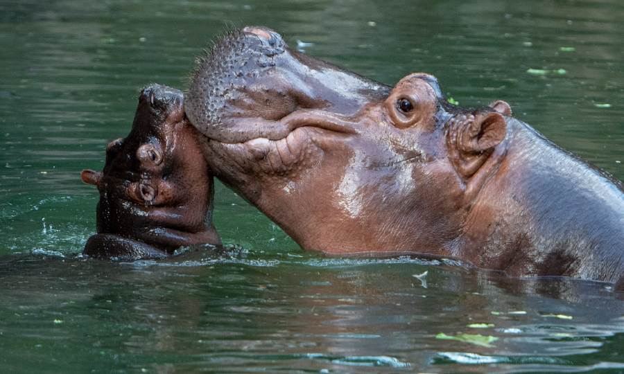 Disney Highlights Animals Who Have Called Disney's Animal Kingdom Home ...
