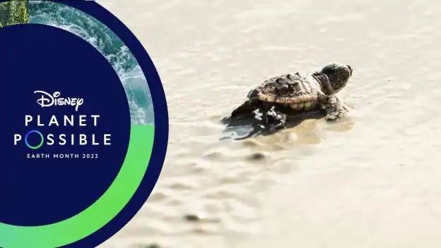 Disney is Celebrating 20 Years of Sea Turtle Conservation at Disney’s ...
