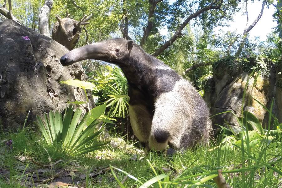 Five "Secret" Animals at Disney's Animal Kingdom - LaughingPlace.com