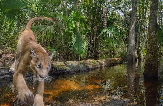 National Geographic's "Path Of The Panther" To Premiere on Nat Geo ...