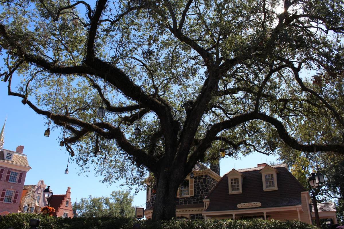 The Top Disney Trees - LaughingPlace.com