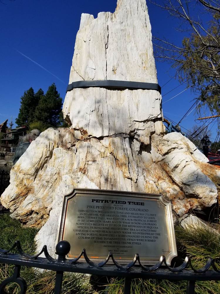 The Top Disney Trees - LaughingPlace.com