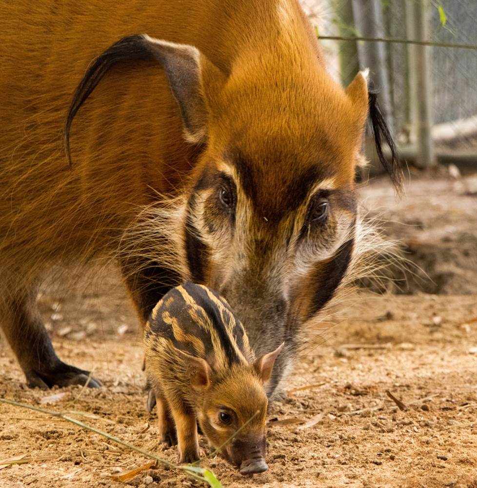 Disney Spotlights “A-Boar-Able” Red River Hog Mom and Piglet for Mother ...