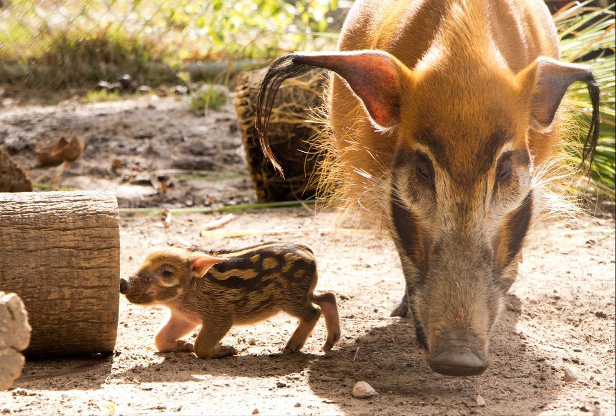 Disney Spotlights “A-Boar-Able” Red River Hog Mom and Piglet for Mother ...