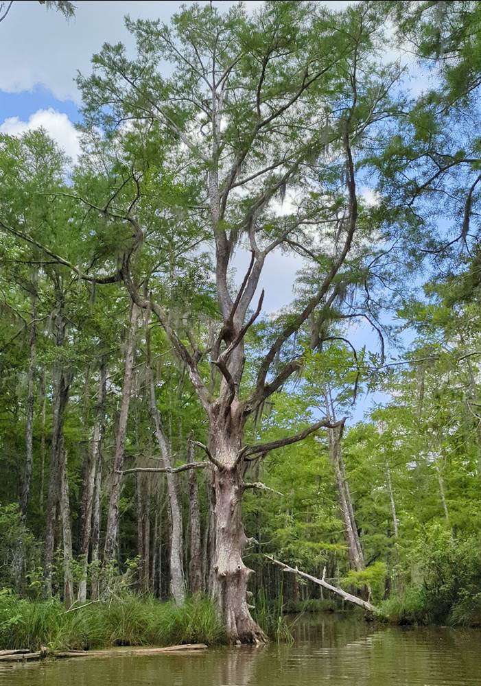 Finding Authenticity: Bringing the Real New Orleans to Tiana’s Bayou ...