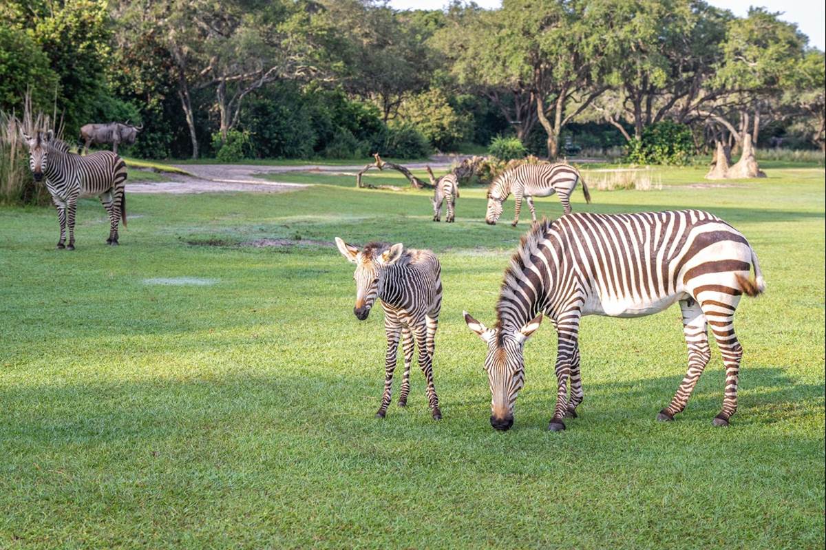 Disney's Animal Kingdom Welcomes Two Baby Zebras to Kilimanjaro Safaris ...