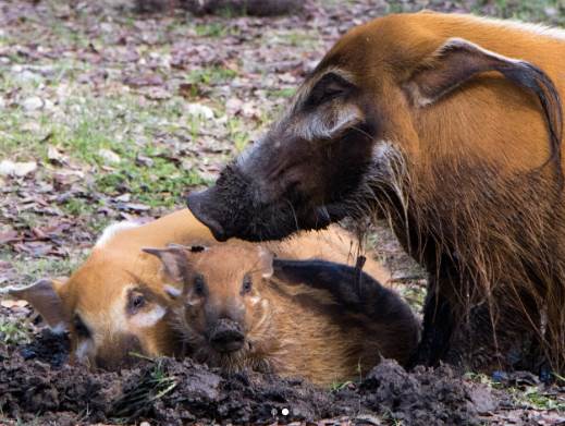 Meet Walter the Newest Red River Hog Piglet at Disney’s Animal Kingdom ...