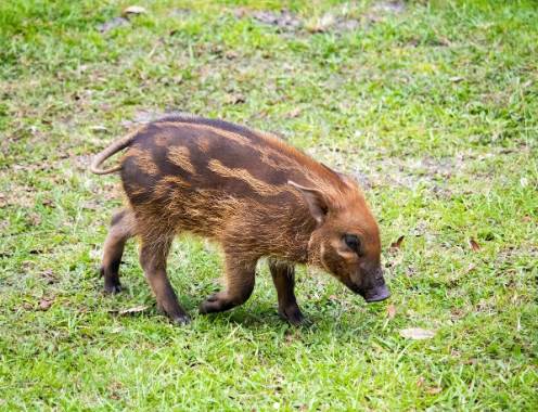 Meet Walter the Newest Red River Hog Piglet at Disney’s Animal Kingdom ...
