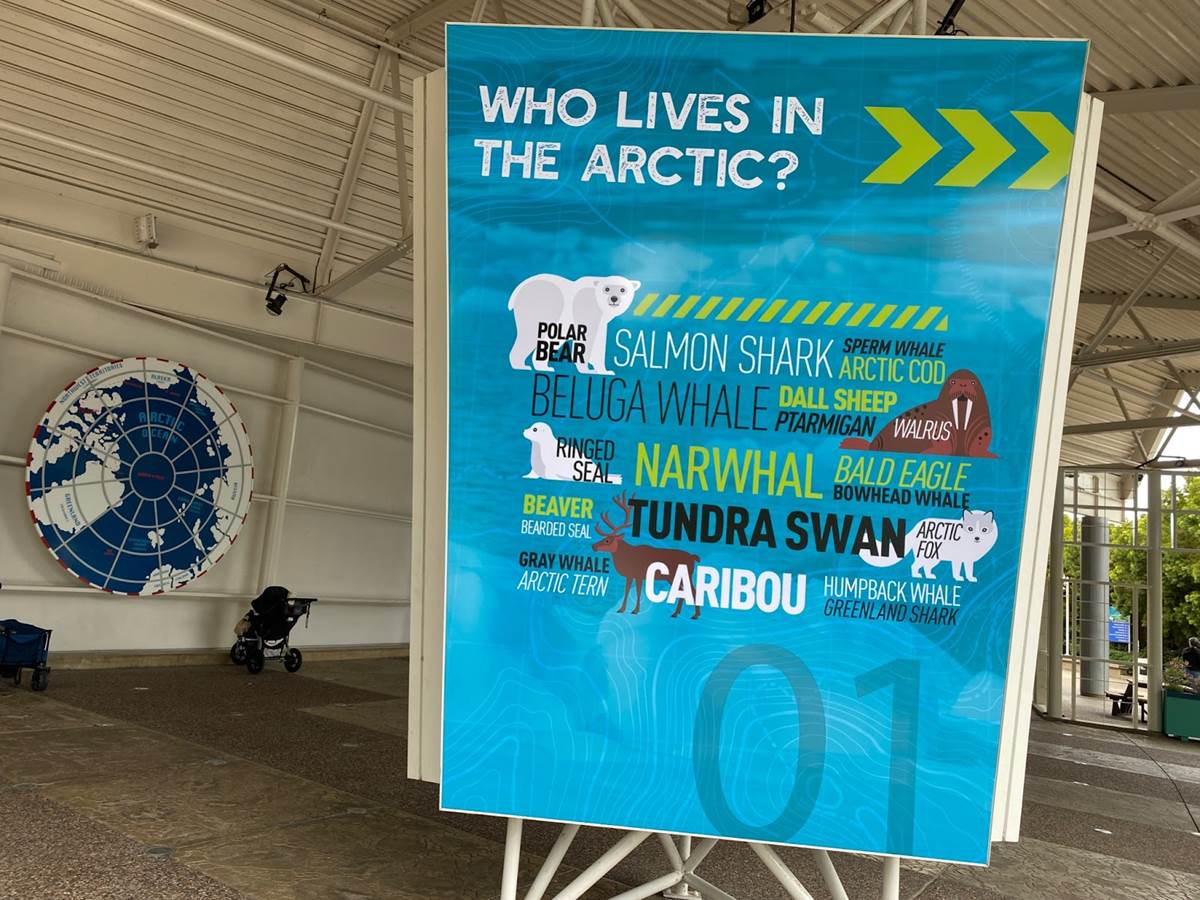 Photos / Videos: Blast Off on SeaWorld San Diego's New Arctic Rescue ...