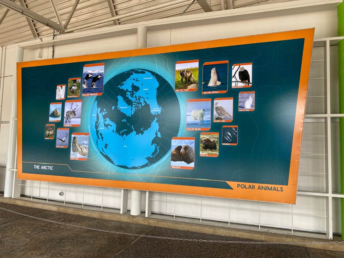 Photos / Videos: Blast Off on SeaWorld San Diego's New Arctic Rescue ...