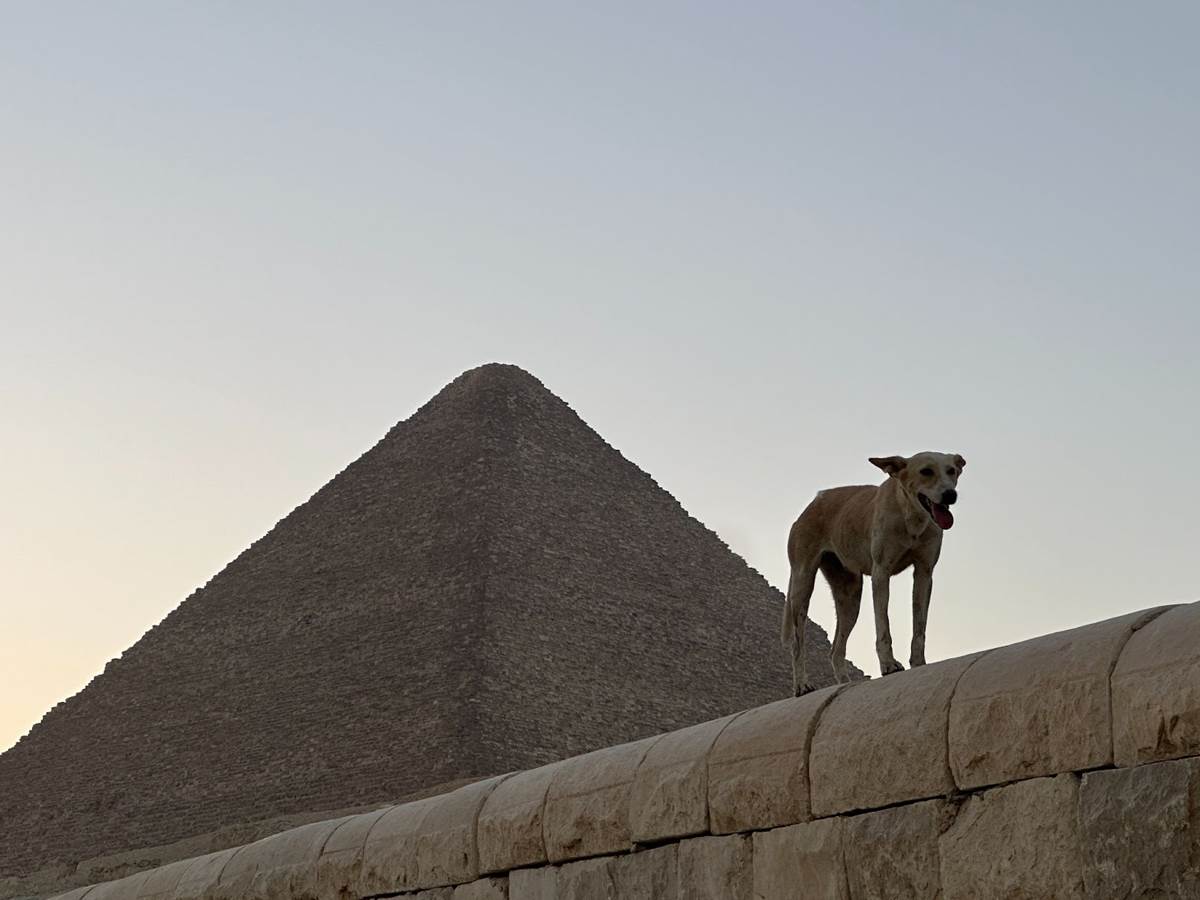 Trip Report: "Disney Parks Around The World – A Private Jet Adventure ...