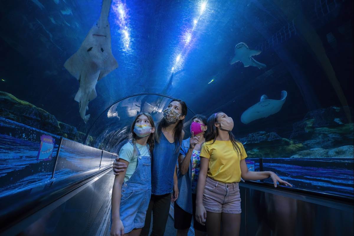 SeaWorld Celebrates Shark Week With The "Ultimate Shark Experience ...