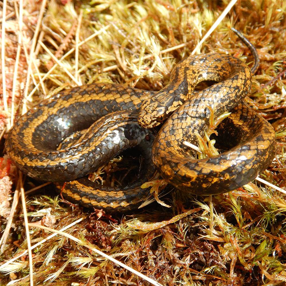 New Snake Species Officially Named After Harrison Ford - LaughingPlace.com