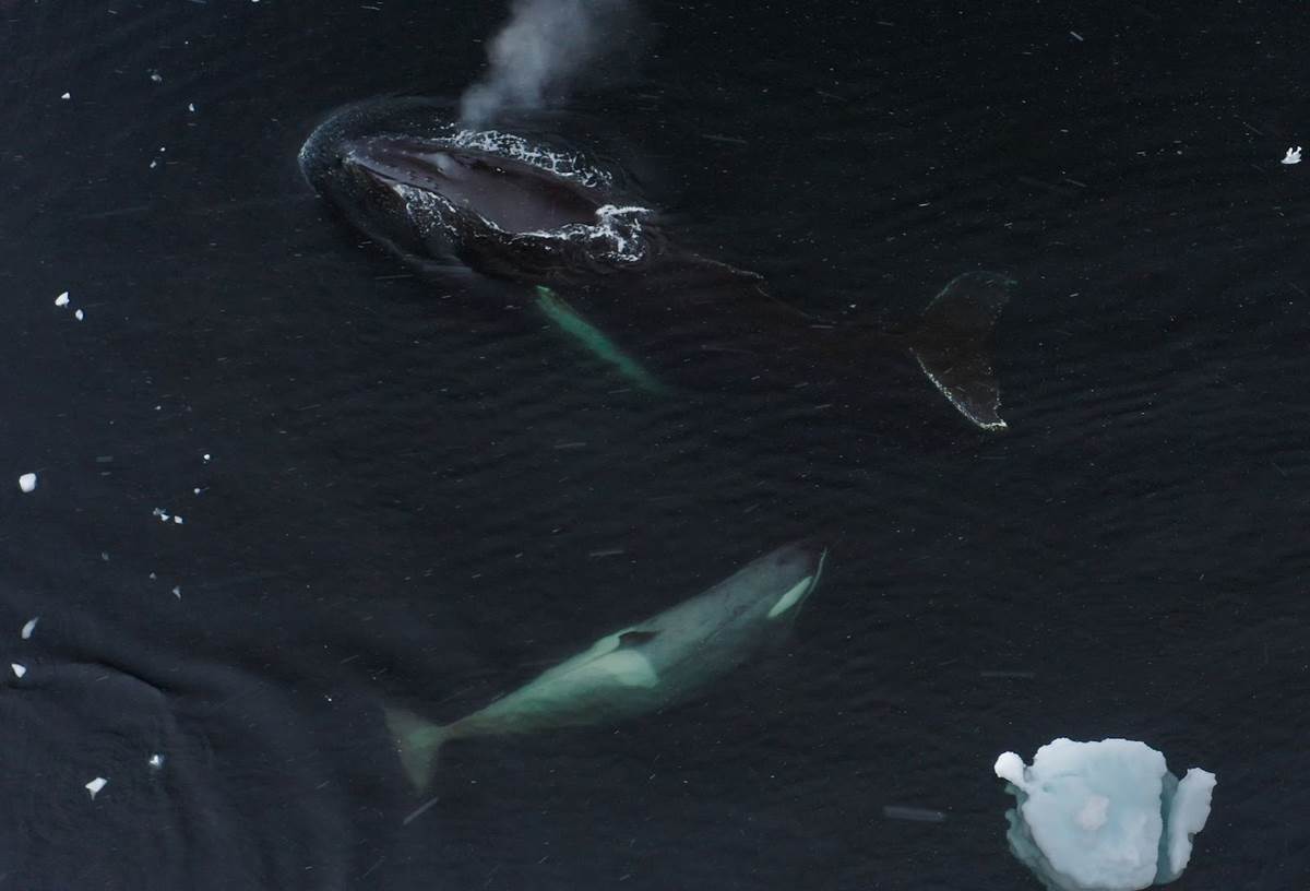 Rare Whale Moment Featured in New Clip from “Animals Up Close With ...