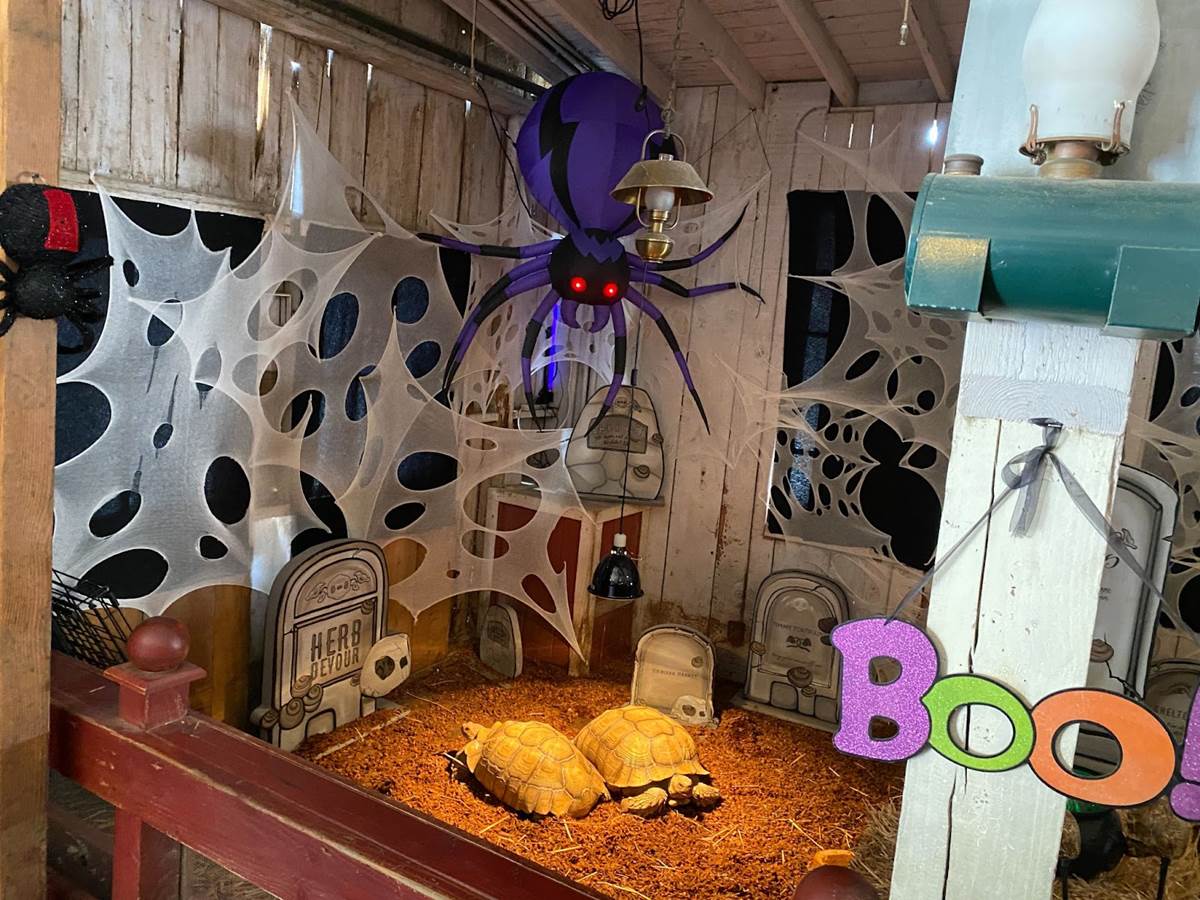 Photos / Video: Knott's Spooky Farm 2023 Features Family-Friendly ...