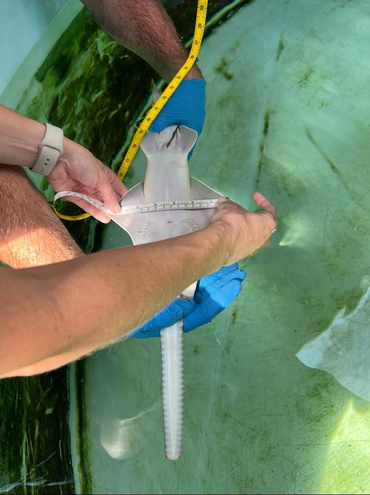 SeaWorld Orlando Celebrates the Birth of Critically Endangered Sawfish ...