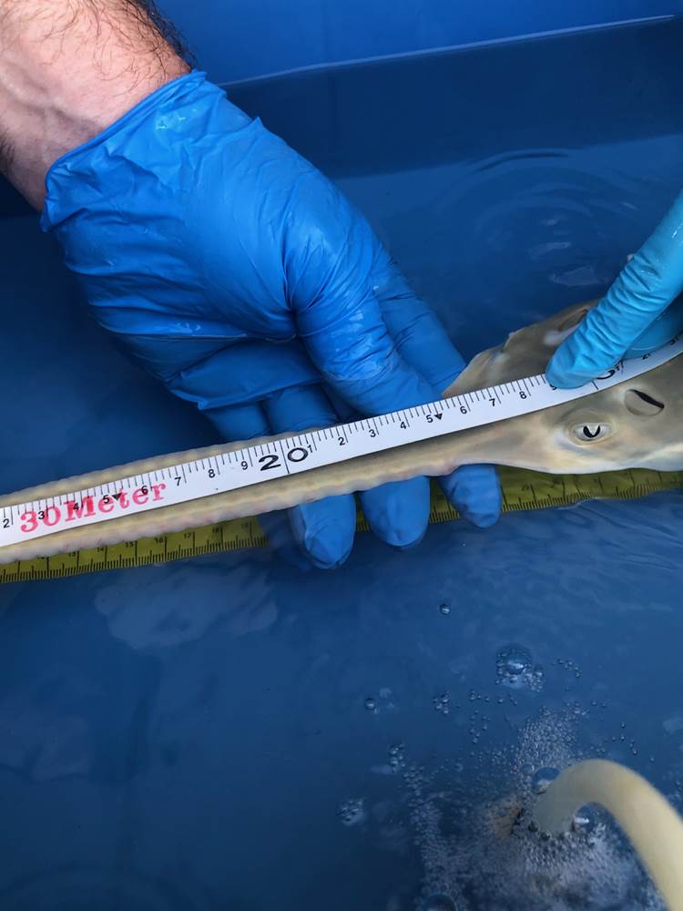 SeaWorld Orlando Celebrates the Birth of Critically Endangered Sawfish ...