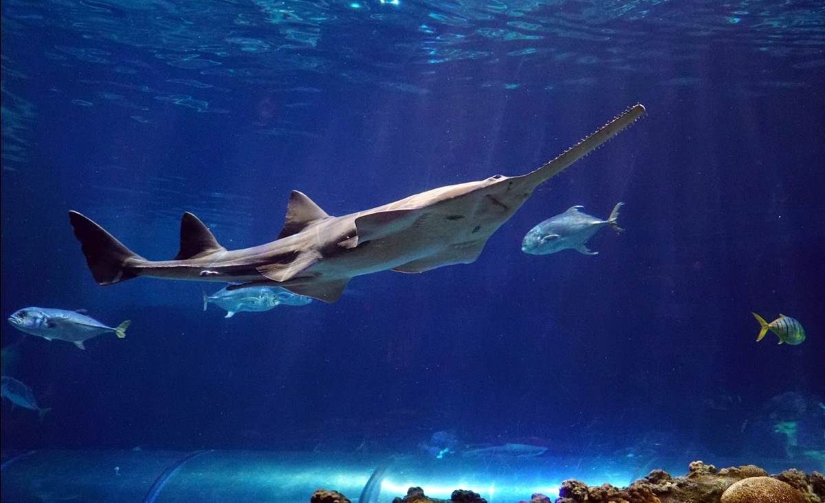 SeaWorld Orlando to Host Series of Aquarist Talks on International ...