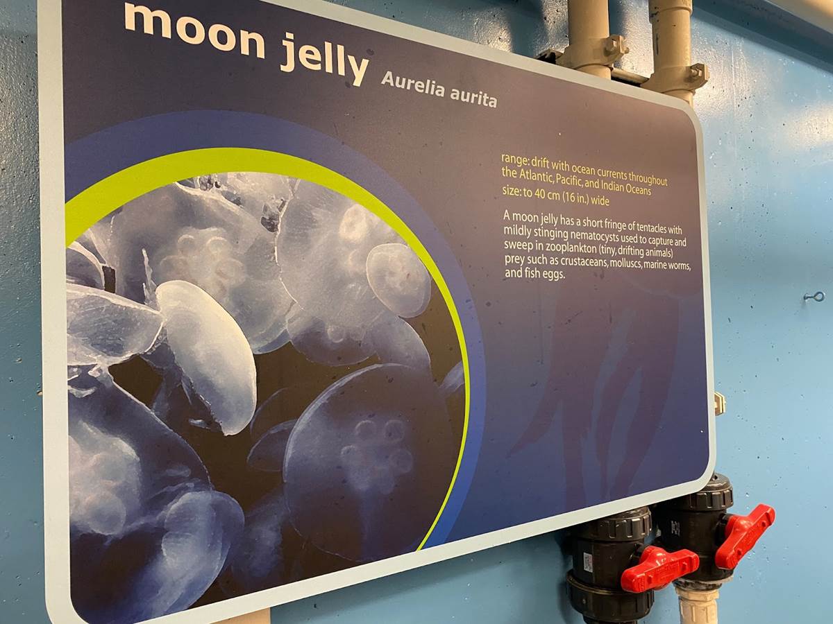 Photos / Video – SeaWorld San Diego Hosts Groundbreaking Ceremony for ...