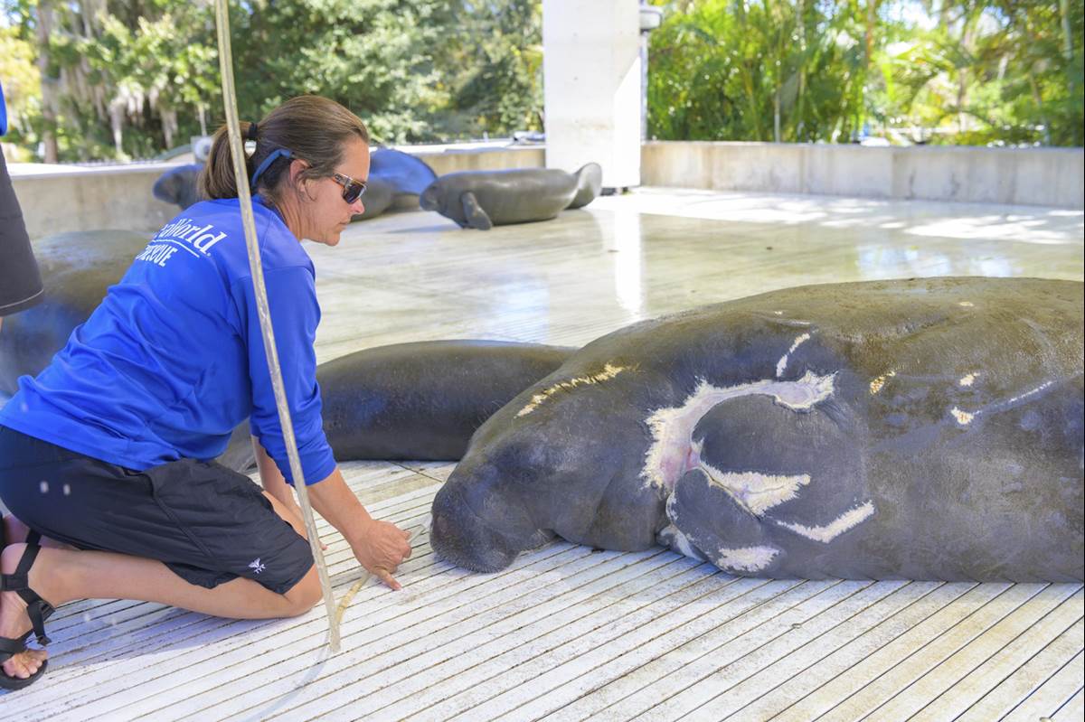 SeaWorld Orlando Returns Mother-Daughter Manatee Pair To Florida Waters ...