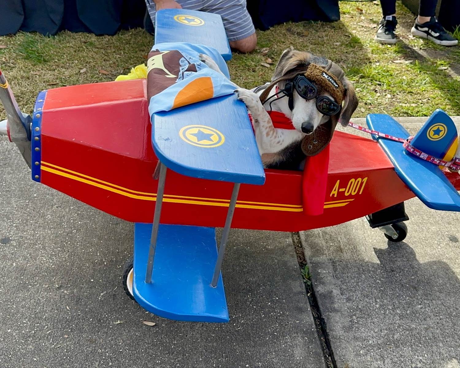 "Disney Dogs" Celebrate Paws in the Park to Benefit Pet Alliance of ...