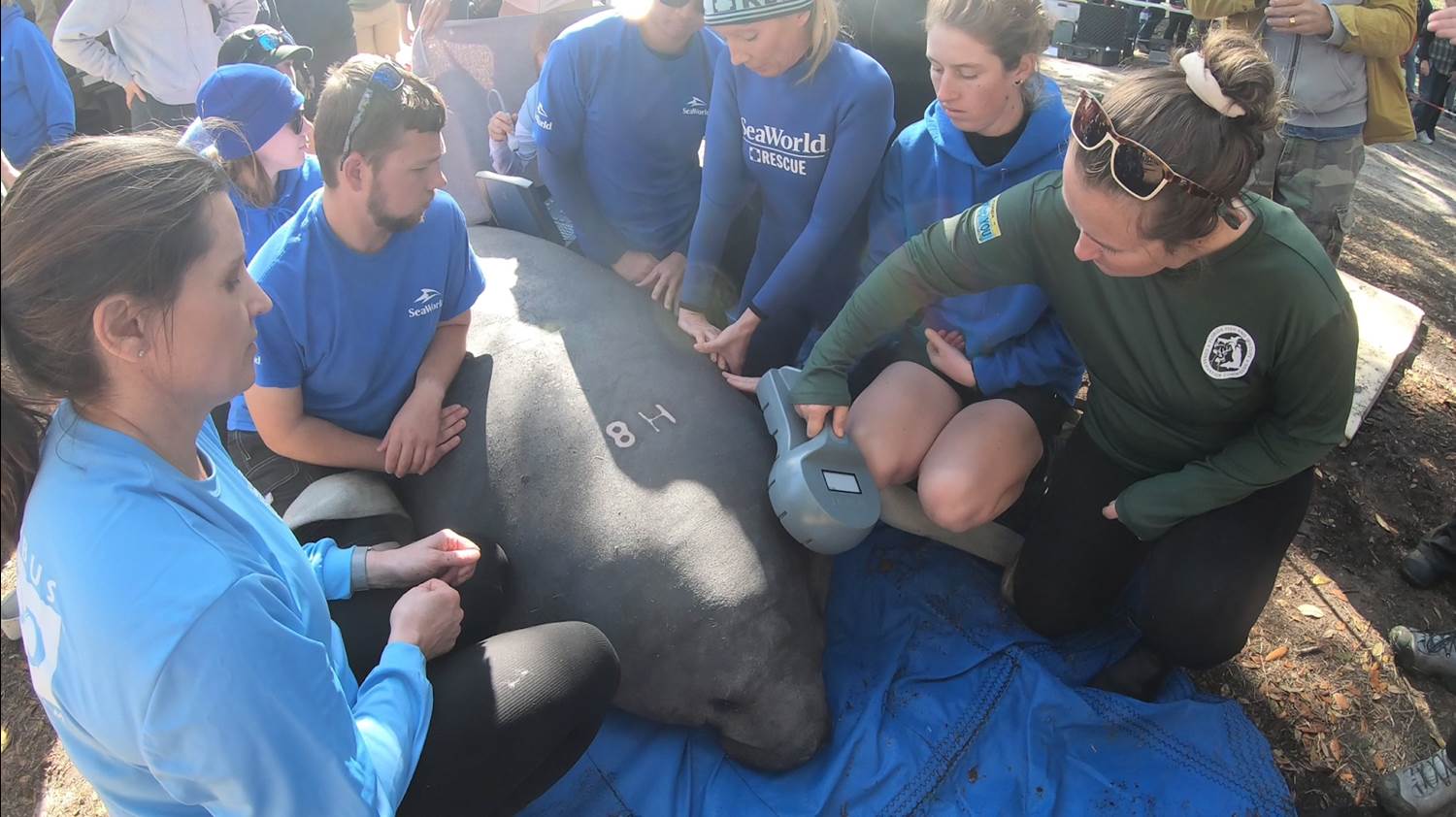 Five Rehabilitated Manatees Return to Florida Waters - LaughingPlace.com