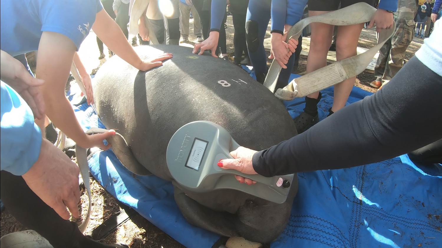 Five Rehabilitated Manatees Return to Florida Waters - LaughingPlace.com