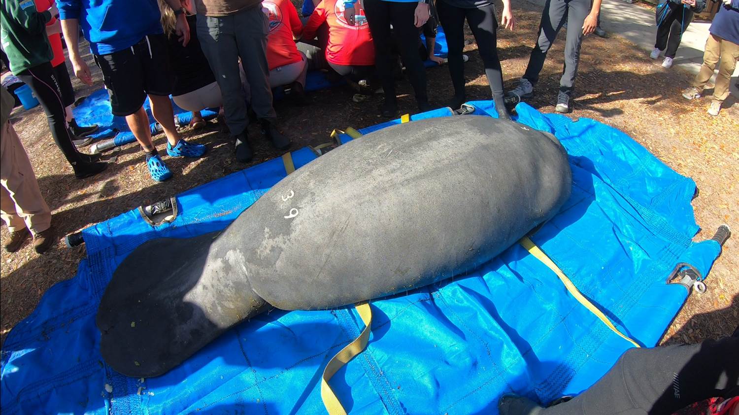 Five Rehabilitated Manatees Return to Florida Waters - LaughingPlace.com