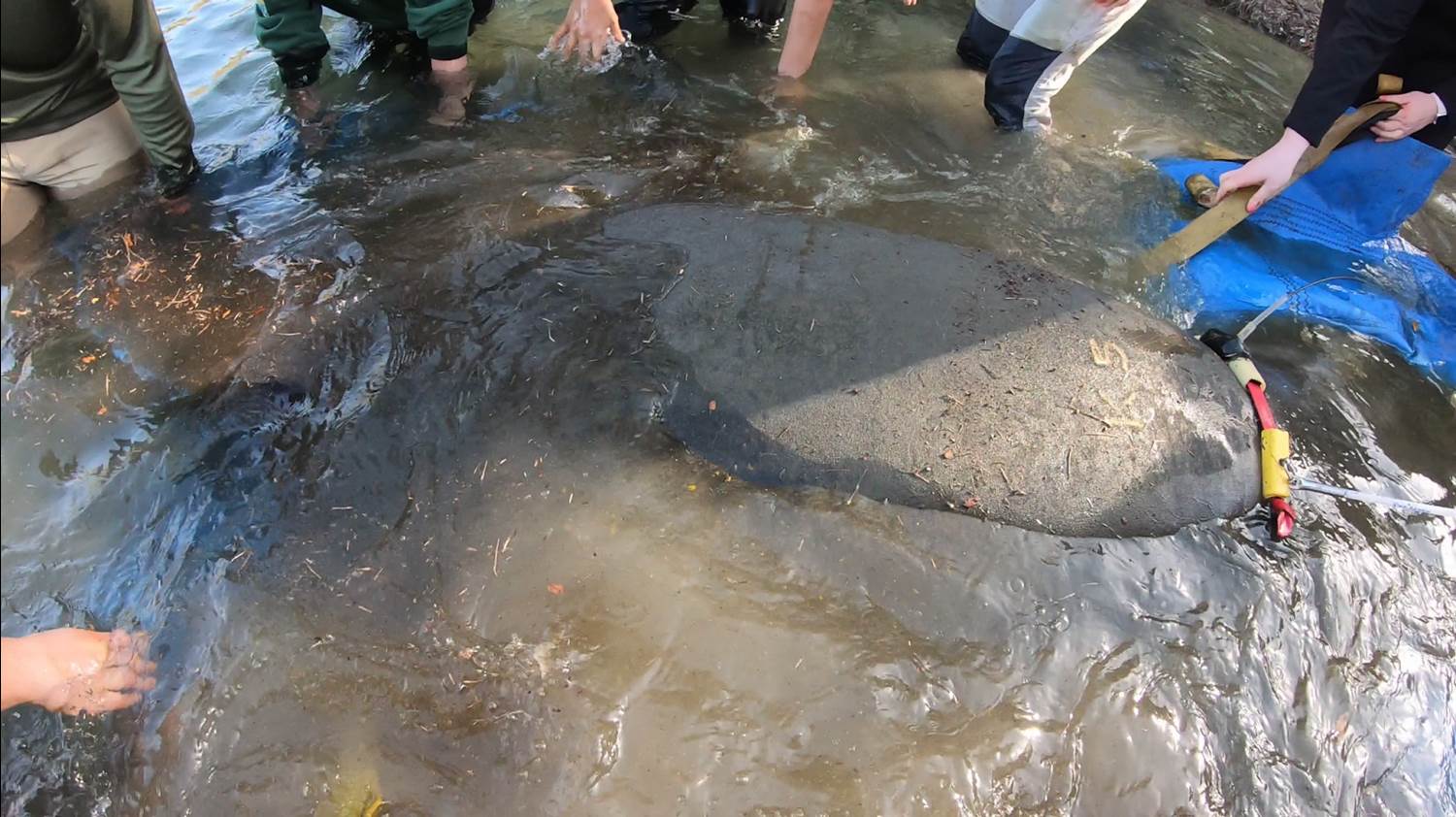 Five Rehabilitated Manatees Return to Florida Waters - LaughingPlace.com