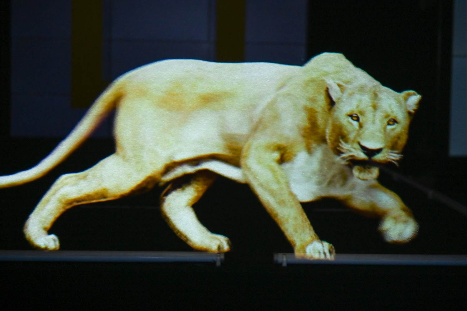 Nat Geo Arrives At New York Fashion Week With Immersive Fashion Show ...