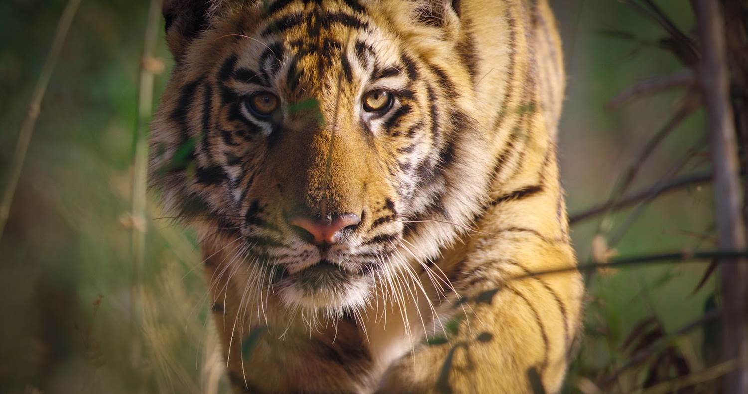 Walt Disney's Legacy - The Creative Team Behind Disneynature "Tiger ...