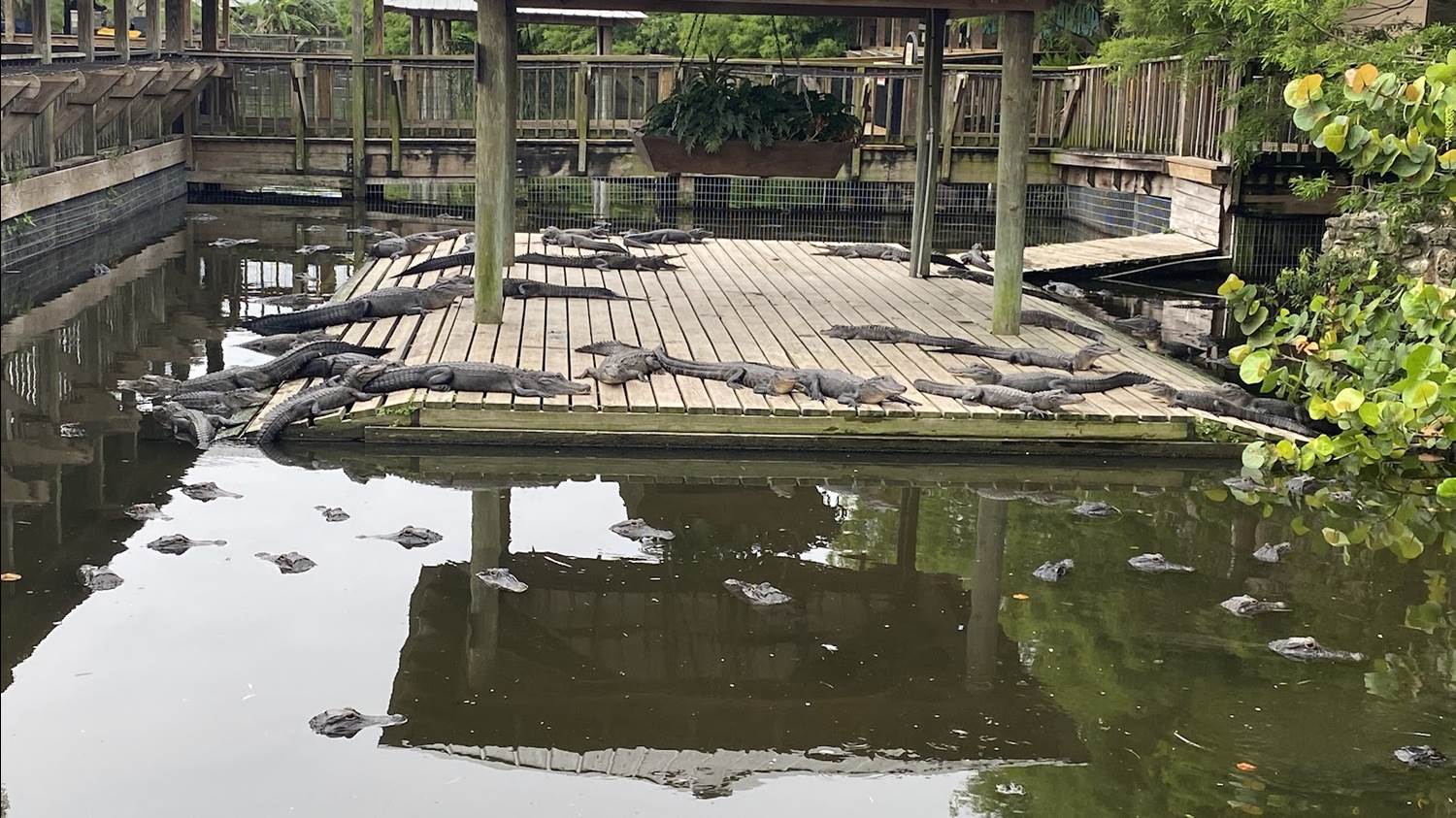 Gatorland Celebrates 75th Anniversary With Fifth Annual Gatorpalooza ...