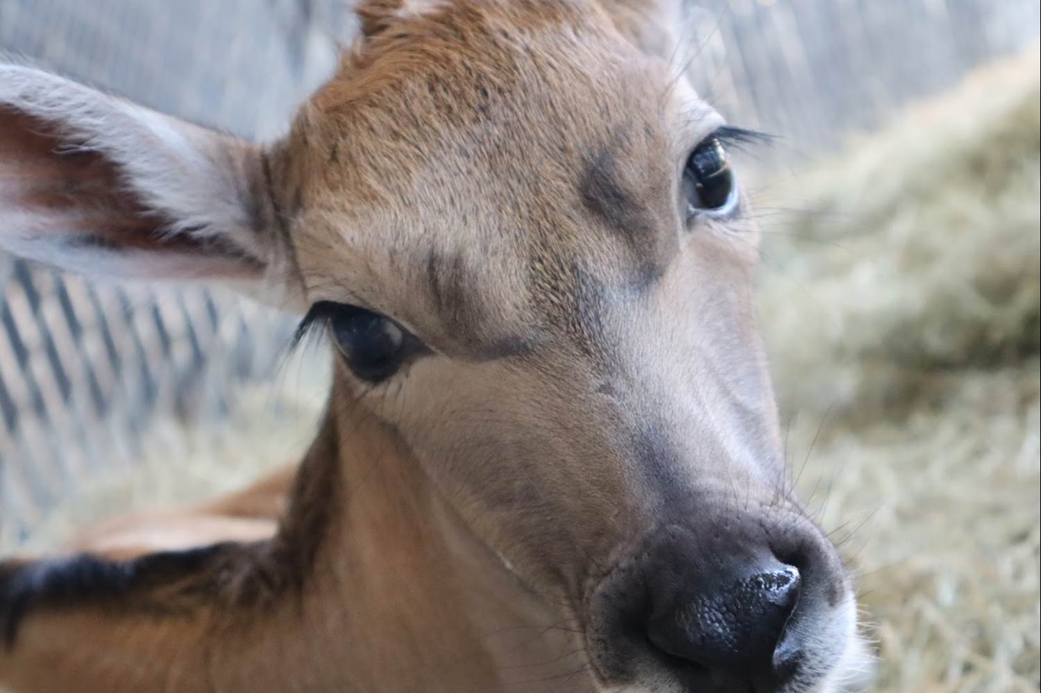 Two New Babies Born at Disney’s Animal Kingdom Lodge - LaughingPlace.com