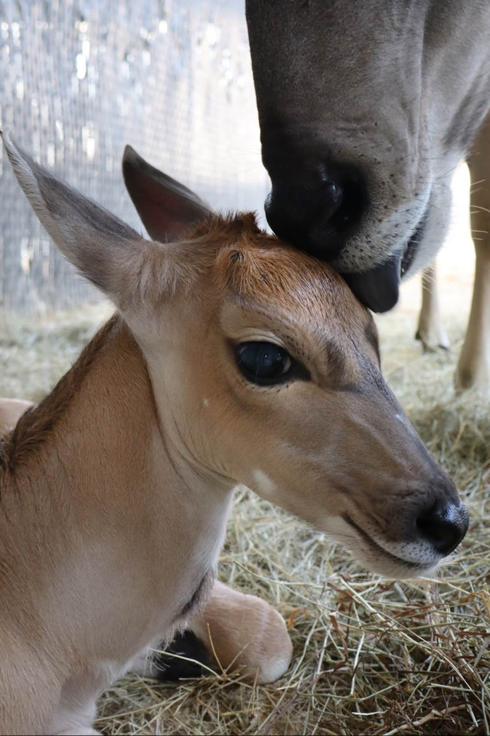 Two New Babies Born at Disney’s Animal Kingdom Lodge - LaughingPlace.com