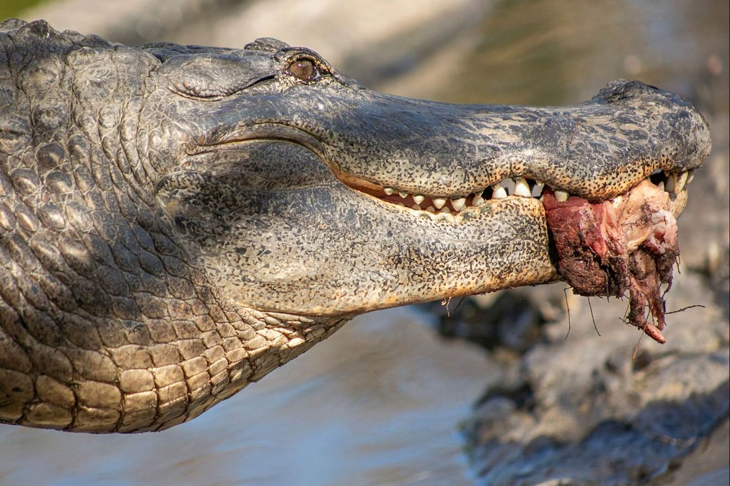 Celebrity Alligator Walk of Fame - Gatorland Opens First of its Kind ...