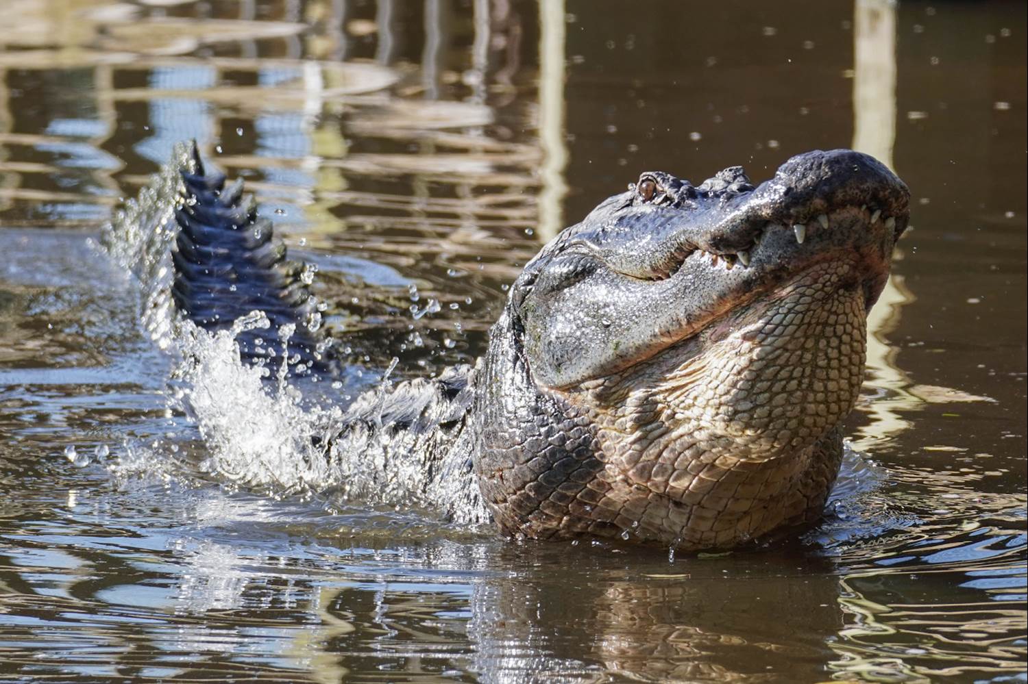 Celebrity Alligator Walk of Fame - Gatorland Opens First of its Kind ...