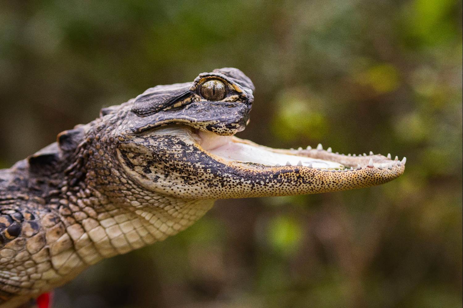 Celebrity Alligator Walk of Fame - Gatorland Opens First of its Kind ...