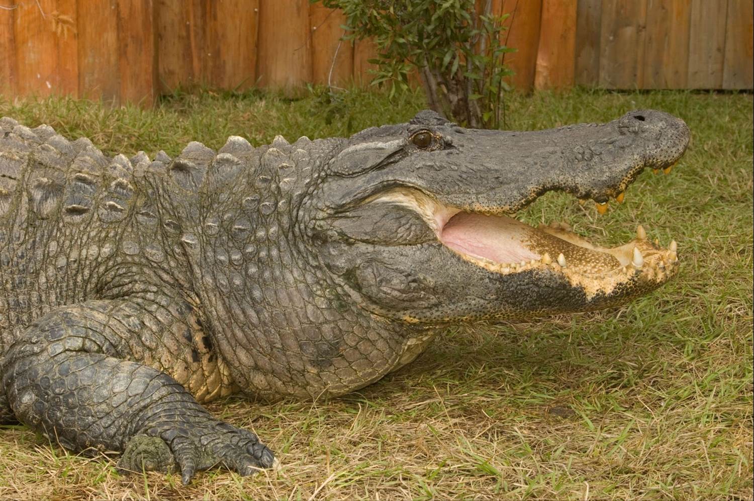 Celebrity Alligator Walk of Fame - Gatorland Opens First of its Kind ...