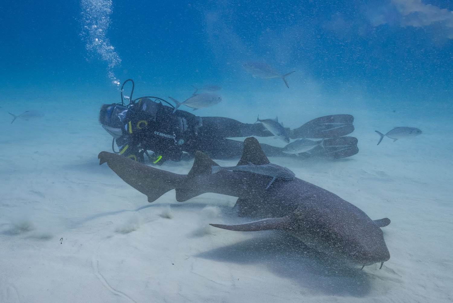 Interview: Ross Edgley on National Geographic's "Shark vs. Ross Edgley ...
