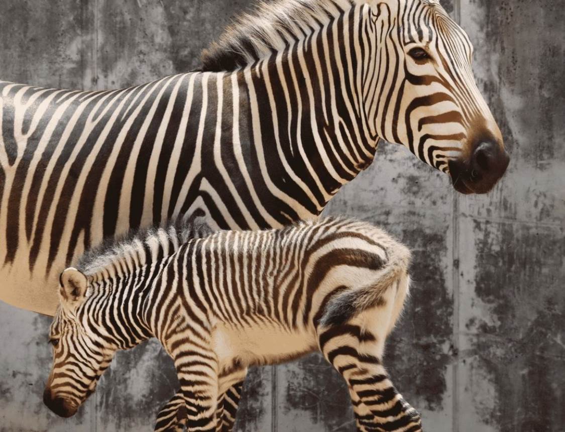 New Zebra Foal Joins Savanna at Kilimanjaro Safaris at Disney's Animal ...