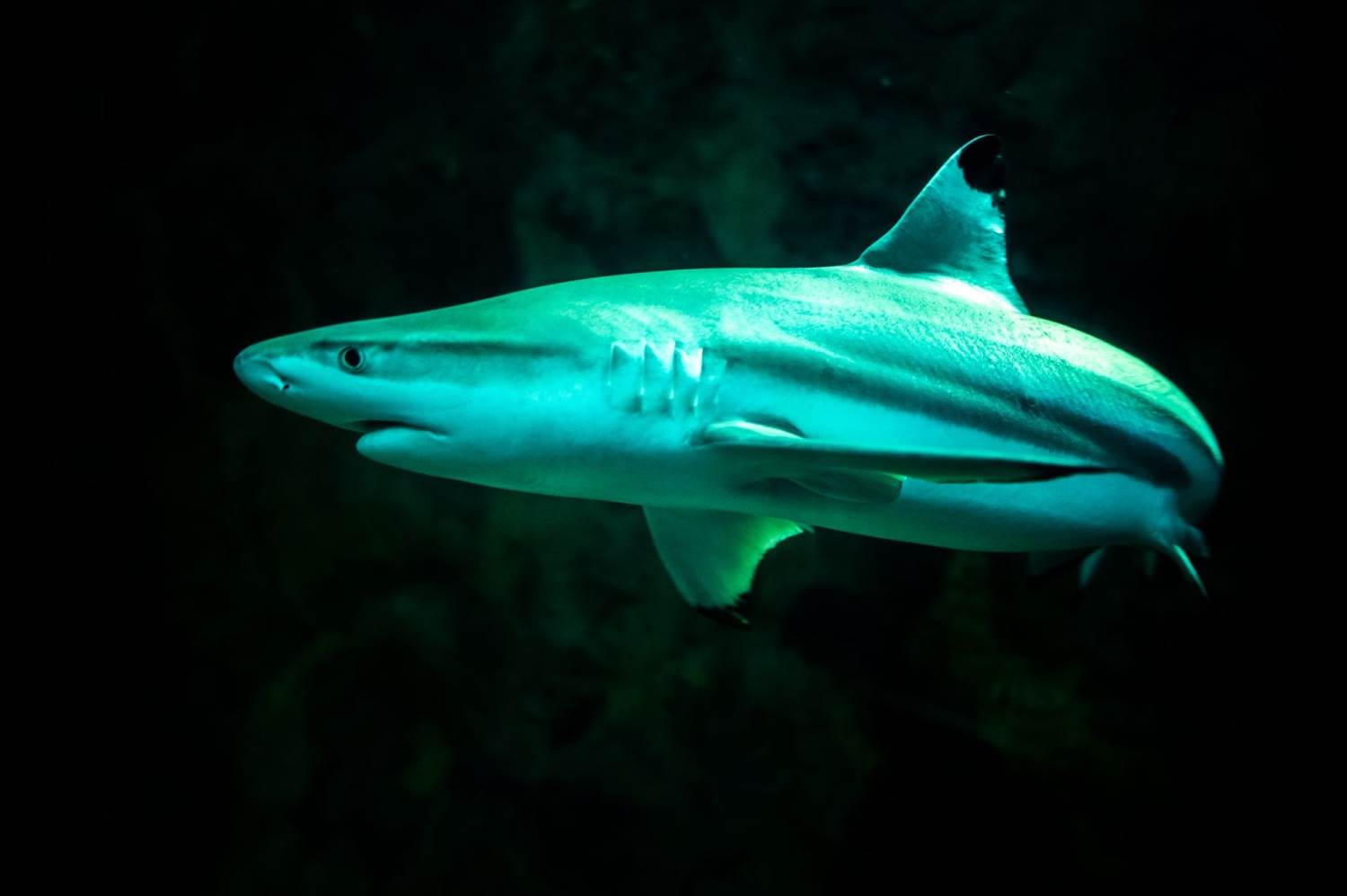 SeaWorld’s Ultimate Shark Experience Ticket is Back - LaughingPlace.com