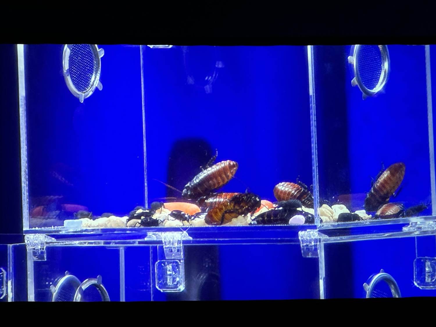 D23 2024 Panel Recap: "National Geographic's A Real Bug's Life LIVE ...