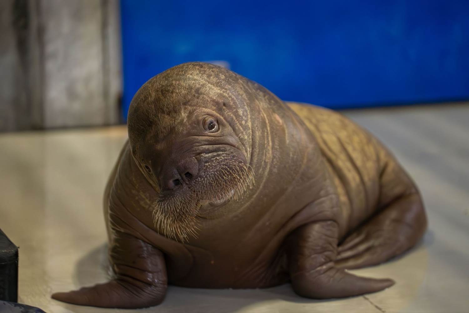 SeaWorld Orlando Introduces Orphaned Pacific Walrus Calf ...