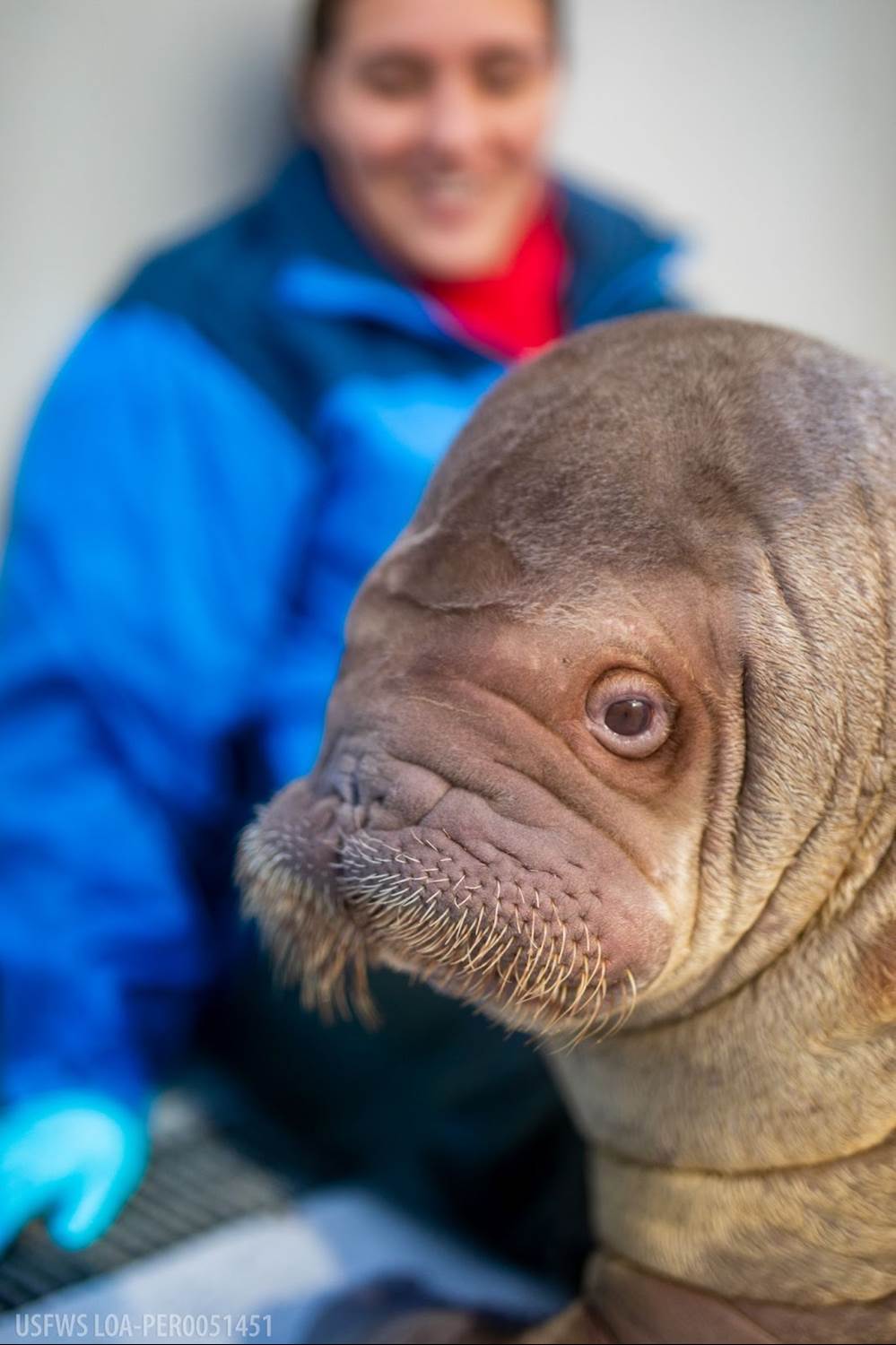 SeaWorld Orlando Introduces Orphaned Pacific Walrus Calf ...