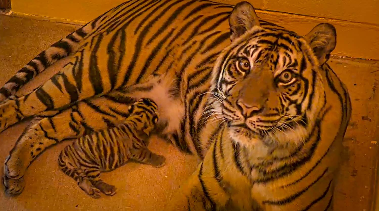 Disney’s Animal Kingdom Welcomes Basko, First Sumatran Tiger Cub in ...