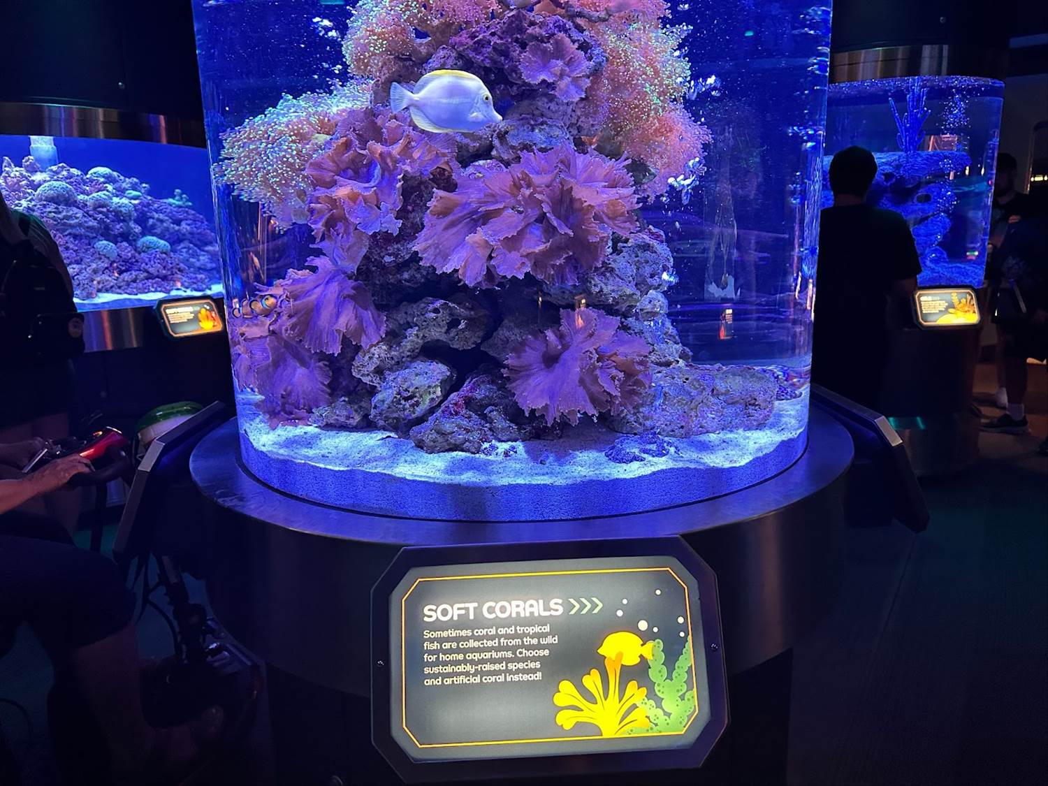 Photos: Ocean Life Exhibit at The Seas with Nemo & Friends Reopens ...