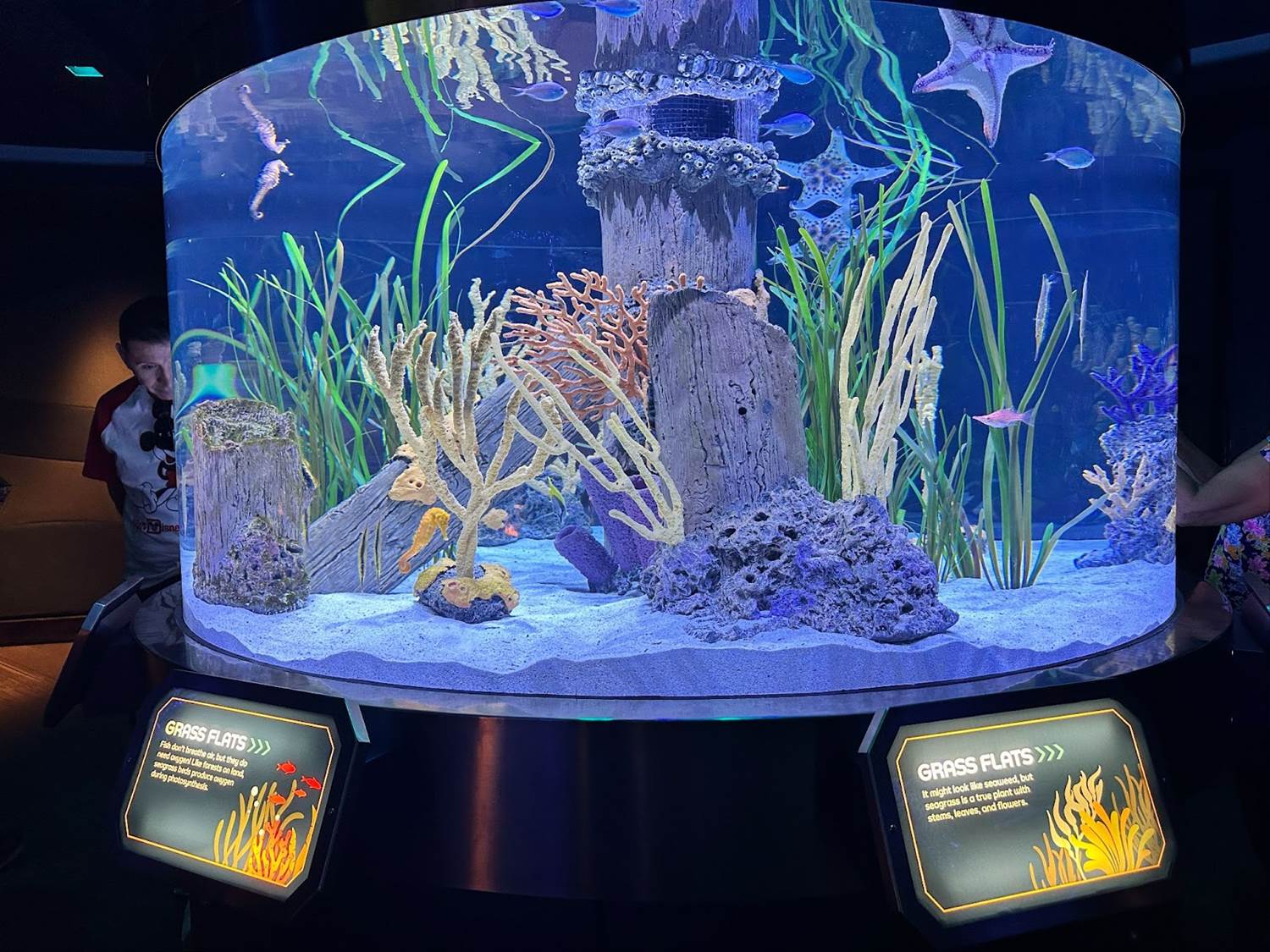 Photos: Ocean Life Exhibit at The Seas with Nemo & Friends Reopens ...