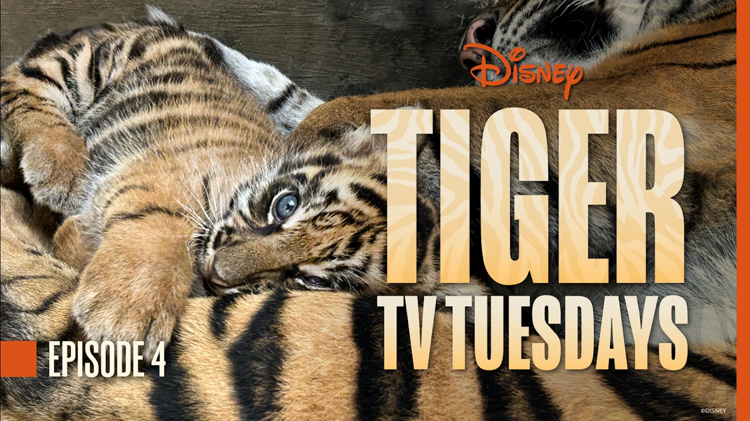 Tiger Cub Bakso Turns 3 Months Old in Fourth Episode of “Tiger TV Tuesdays” - LaughingPlace.com