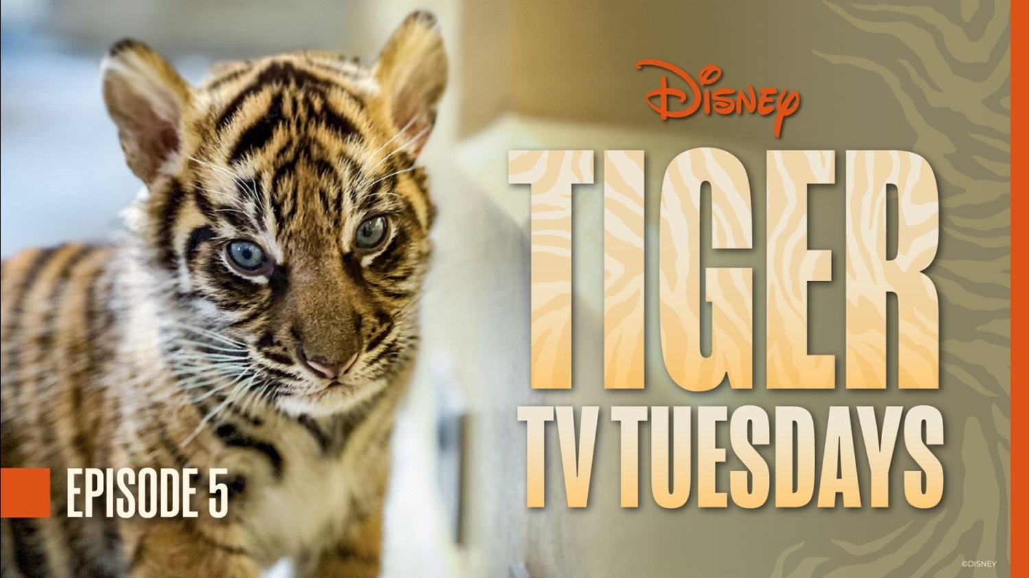 Bakso Eats a Meatball in Fifth Episode of "Tiger TV Tuesdays" - LaughingPlace.com